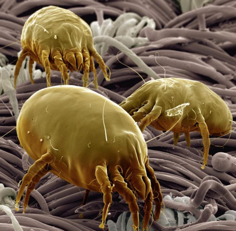 Vor diesen Parasiten solltest du deinen Hund schützen | Tierlieb